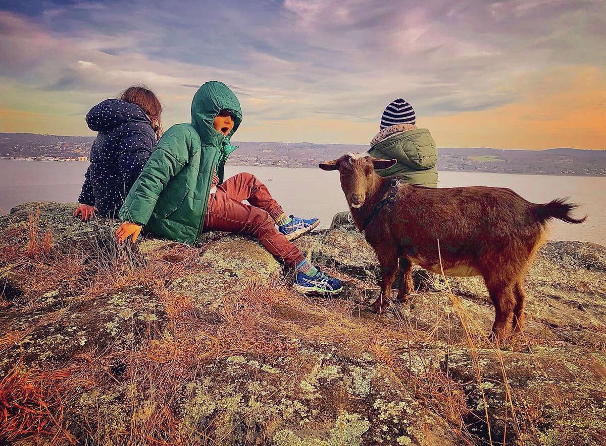 Summit School hiking goats spread joy in Hudson Valley