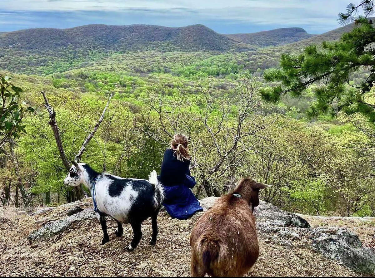Summit School hiking goats spread joy in Hudson Valley