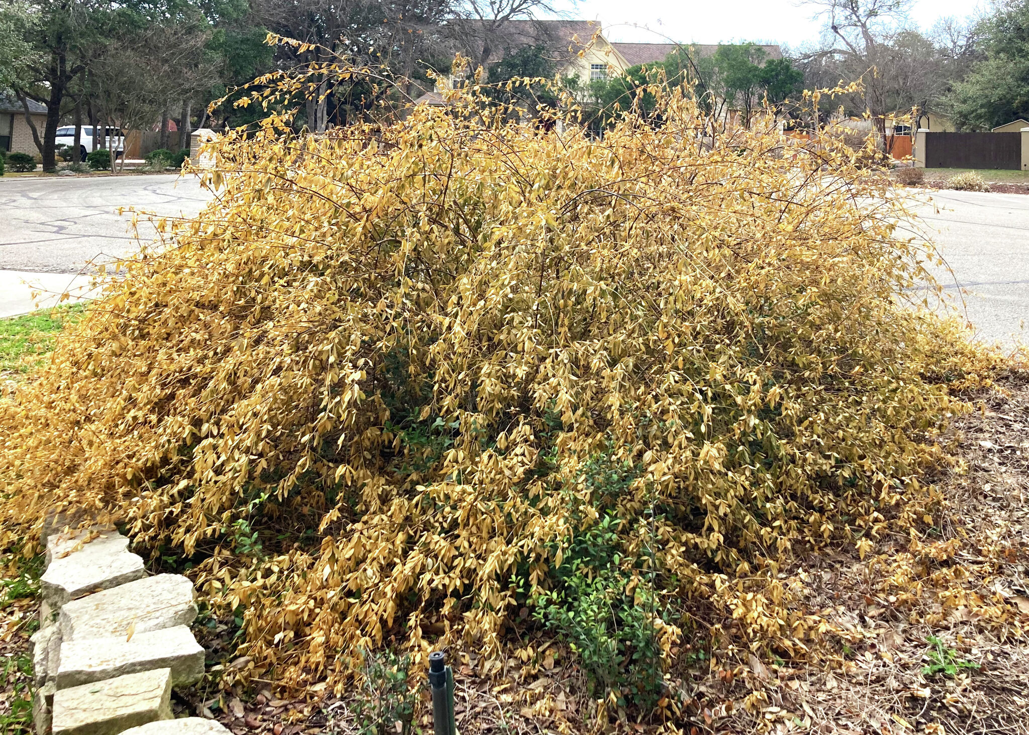 Texas turf: Lawn grasses compete with bluebonnets; avoid 'deer wars'