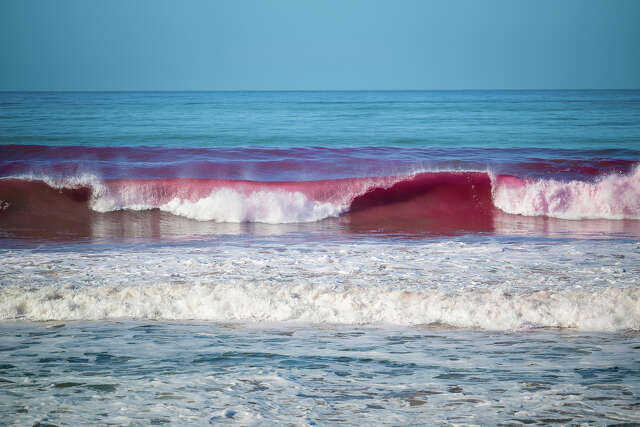 Why the Pacific Ocean turned pink off the Calif. coast