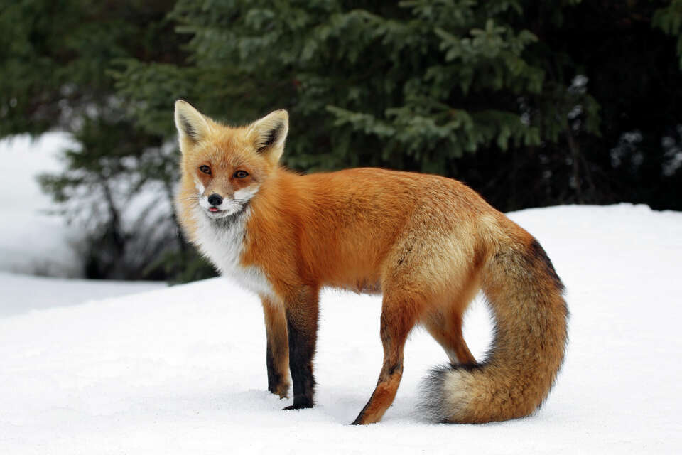 Endangered fox seen in Calif. park for first time since 1930s