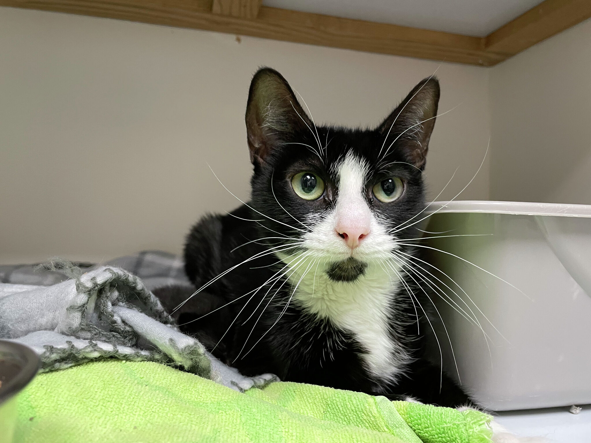 Nearly 60 cats rescued in Middletown from hoarder, officials say