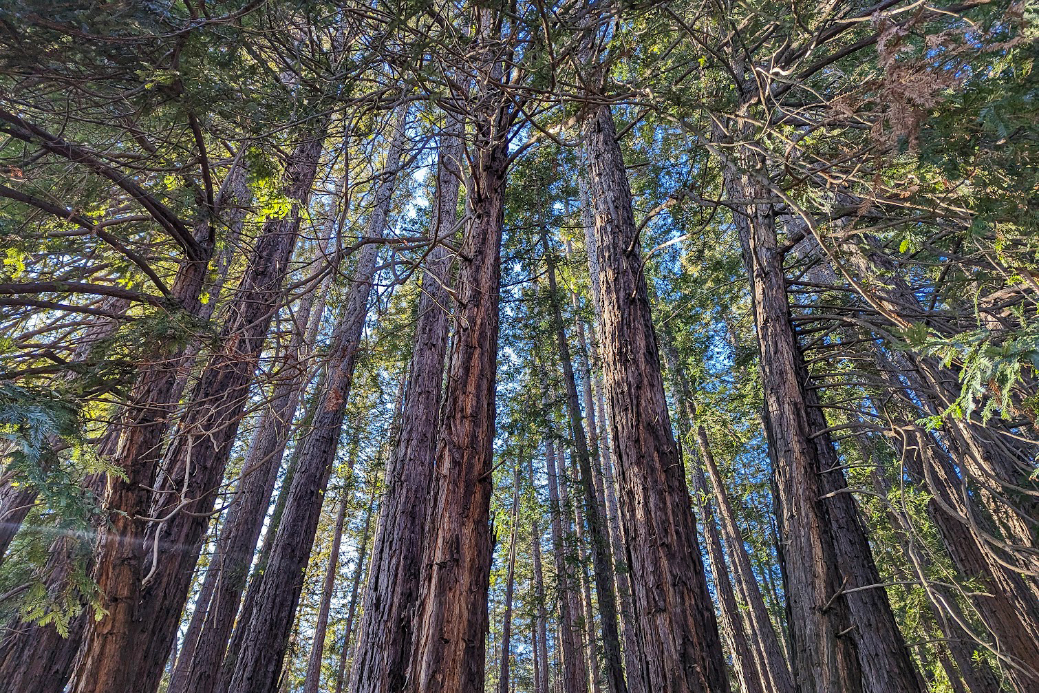 A simple mystery defines this enchanting Bay Area park