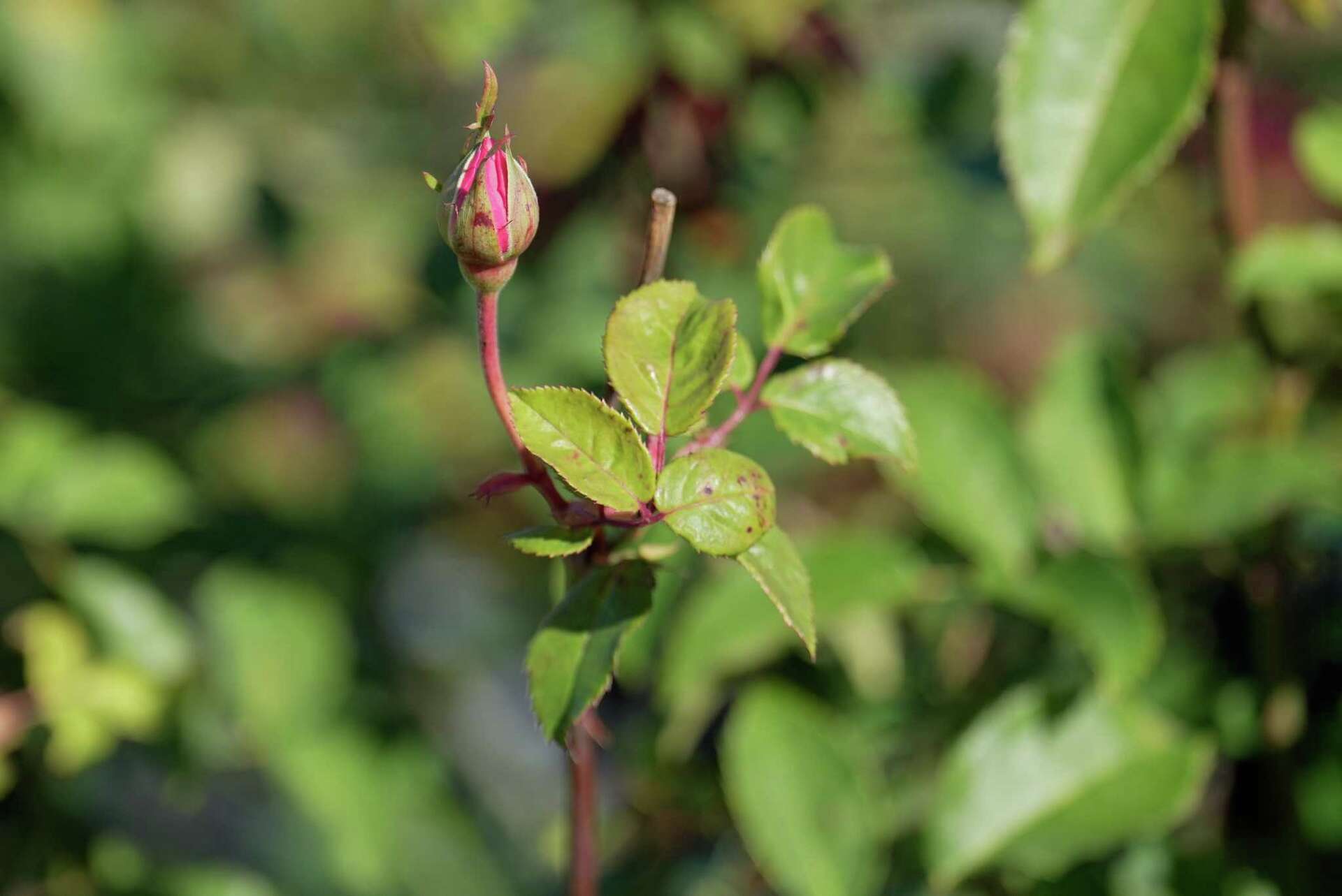 The Texan behind popularizing 'lost' roses is retiring.