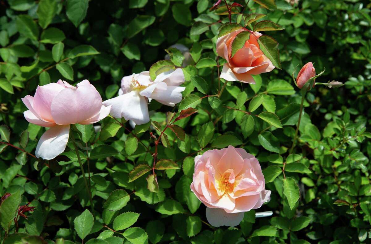 Brenham's Antique Rose Emporium blossoming under new owners
