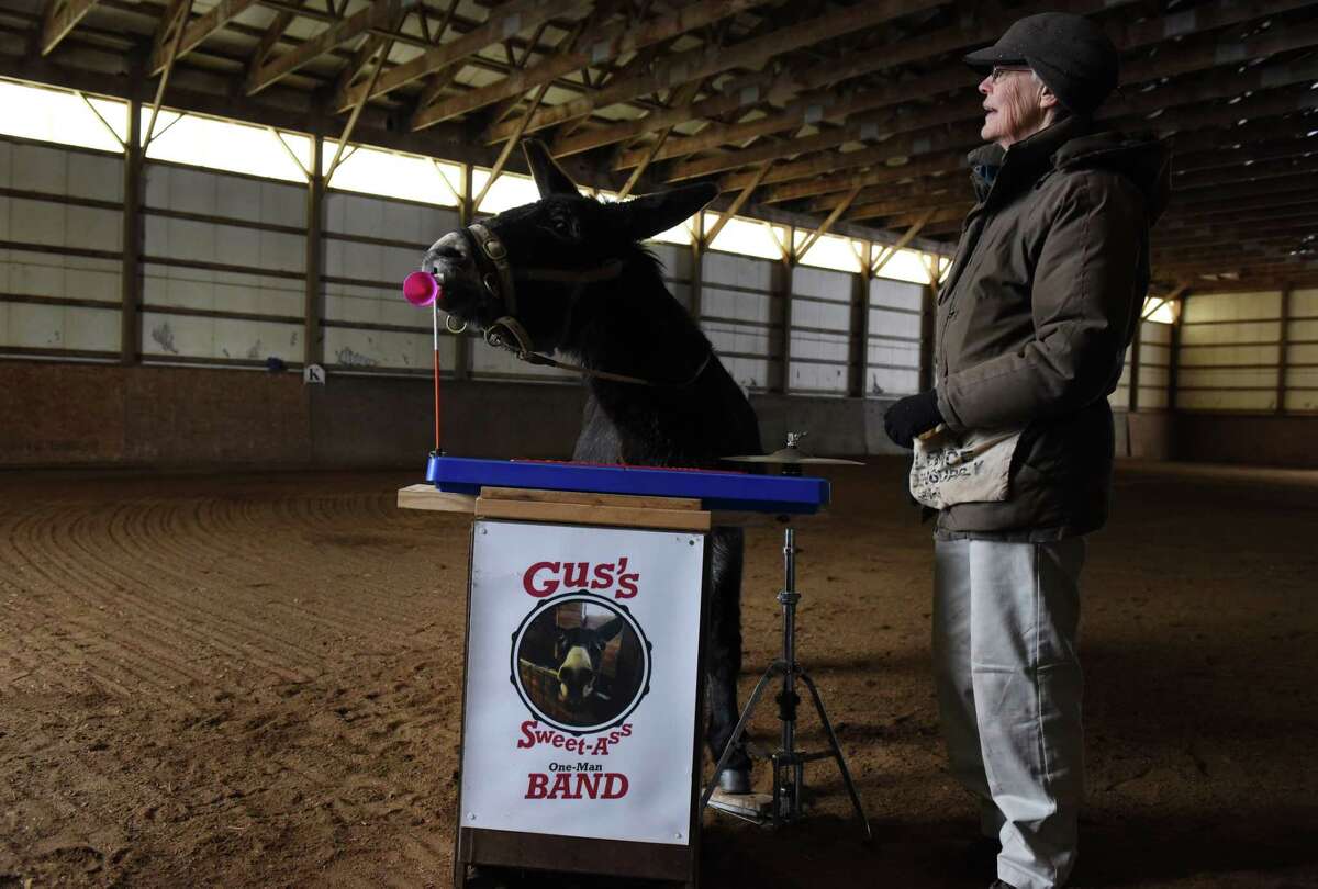 Saratoga Springs donkey Gus is 'a hedonist' who 'lives in the moment'