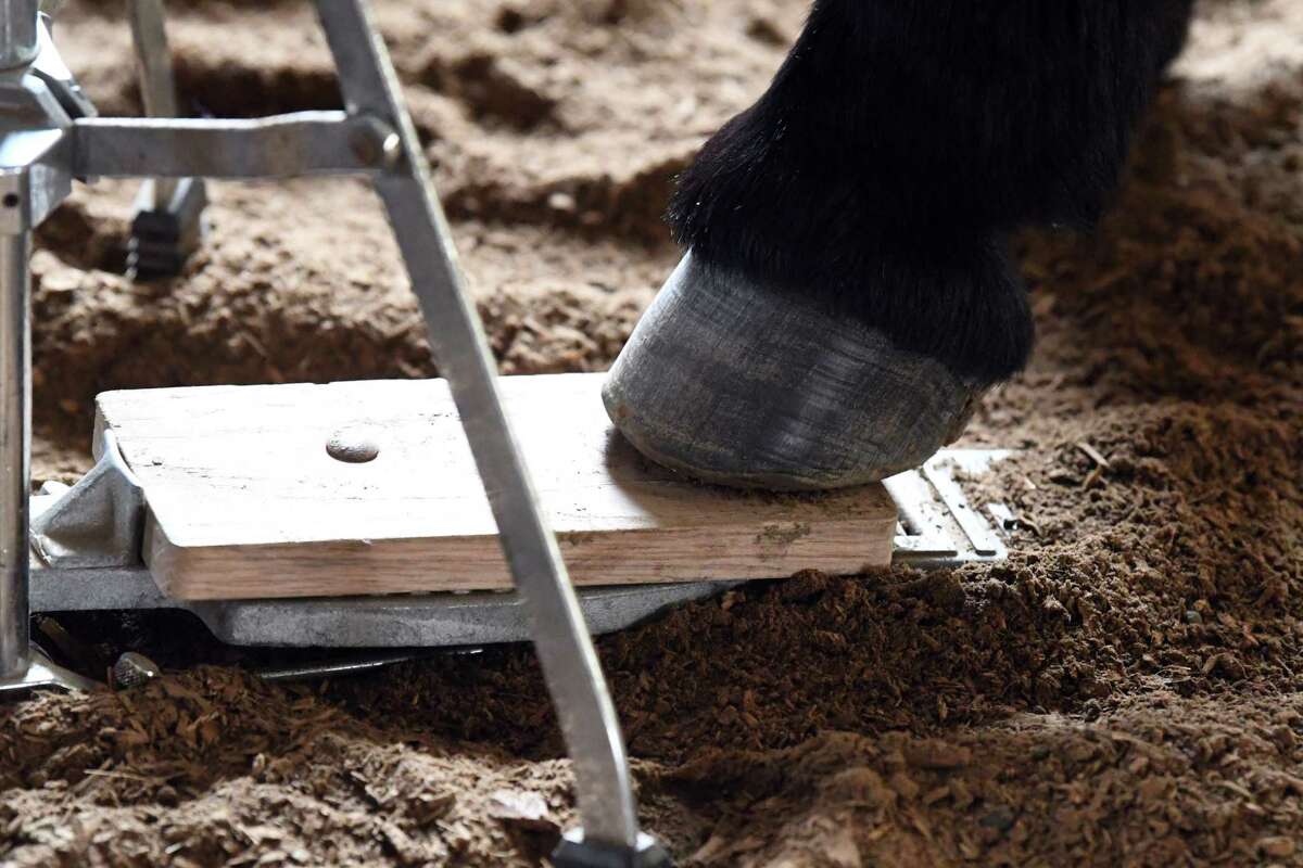 Saratoga Springs donkey Gus is 'a hedonist' who 'lives in the moment'
