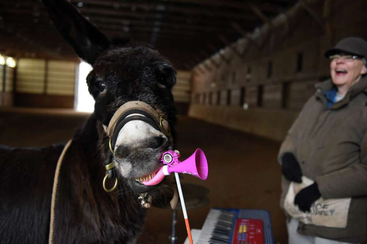Saratoga Springs donkey Gus is 'a hedonist' who 'lives in the moment'