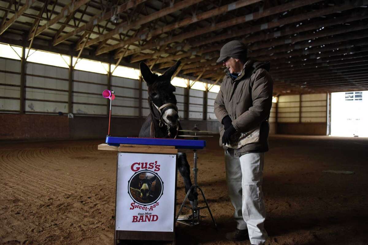 Saratoga Springs donkey Gus is 'a hedonist' who 'lives in the moment'