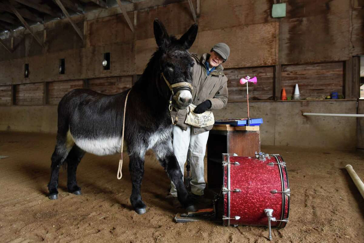 Saratoga Springs donkey Gus is 'a hedonist' who 'lives in the moment'