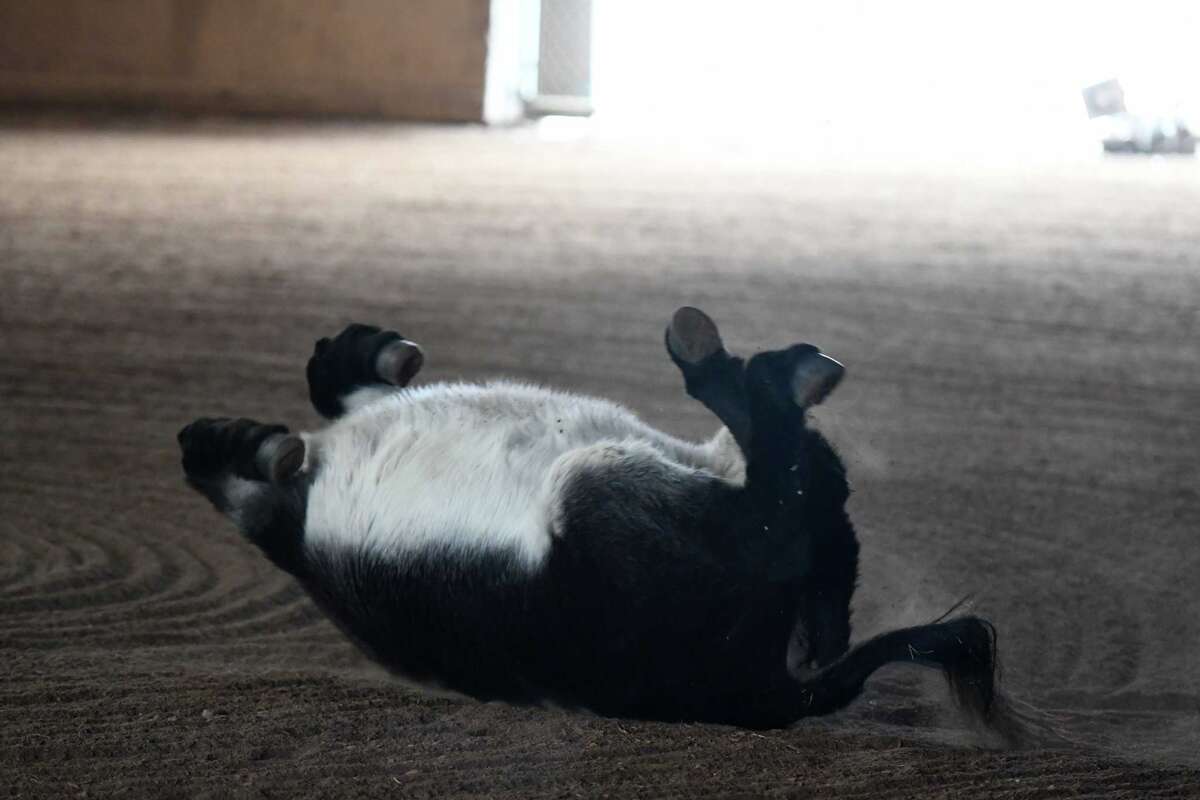 Saratoga Springs donkey Gus is 'a hedonist' who 'lives in the moment'
