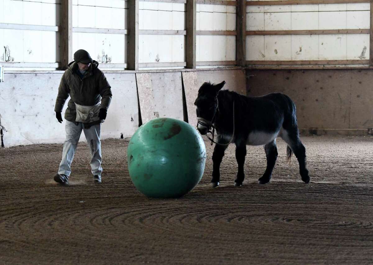 Saratoga Springs donkey Gus is 'a hedonist' who 'lives in the moment'