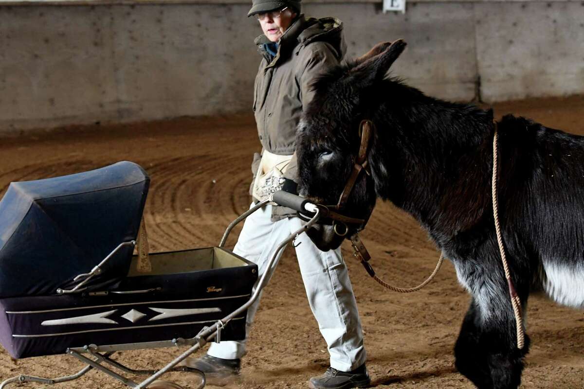 Saratoga Springs donkey Gus is 'a hedonist' who 'lives in the moment'