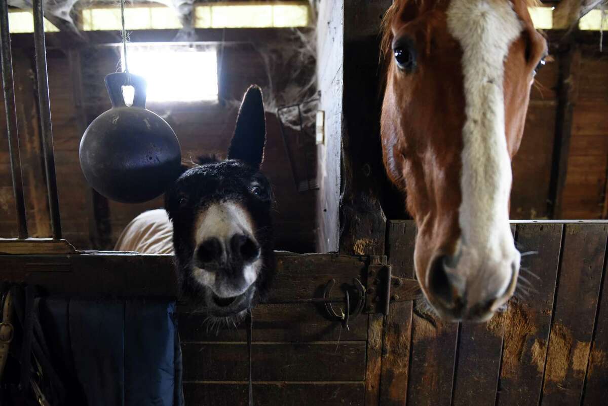 Saratoga Springs donkey Gus is 'a hedonist' who 'lives in the moment'