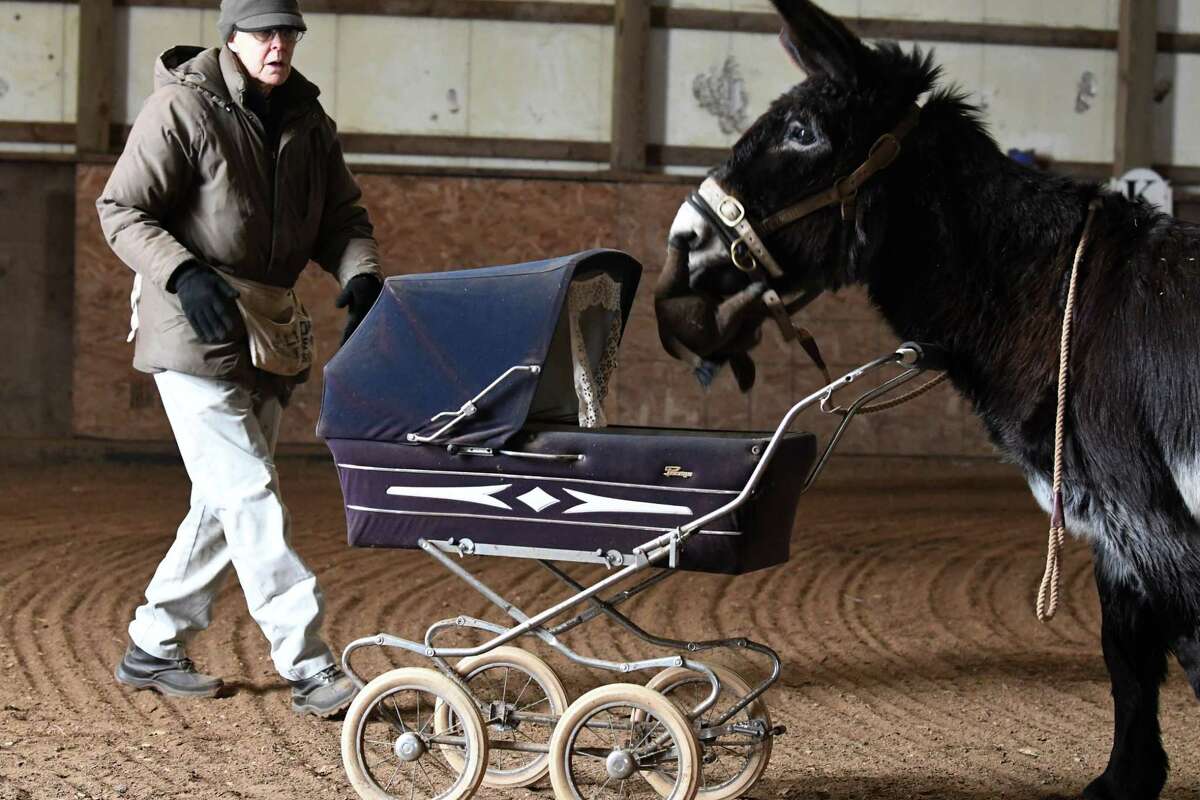 Saratoga Springs donkey Gus is 'a hedonist' who 'lives in the moment'