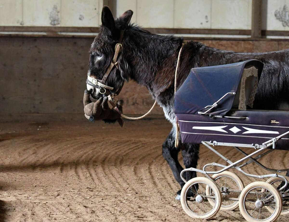 Saratoga Springs donkey Gus is 'a hedonist' who 'lives in the moment'