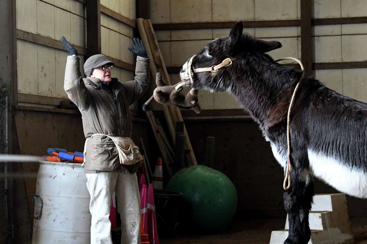 Saratoga Springs donkey Gus is 'a hedonist' who 'lives in the moment'