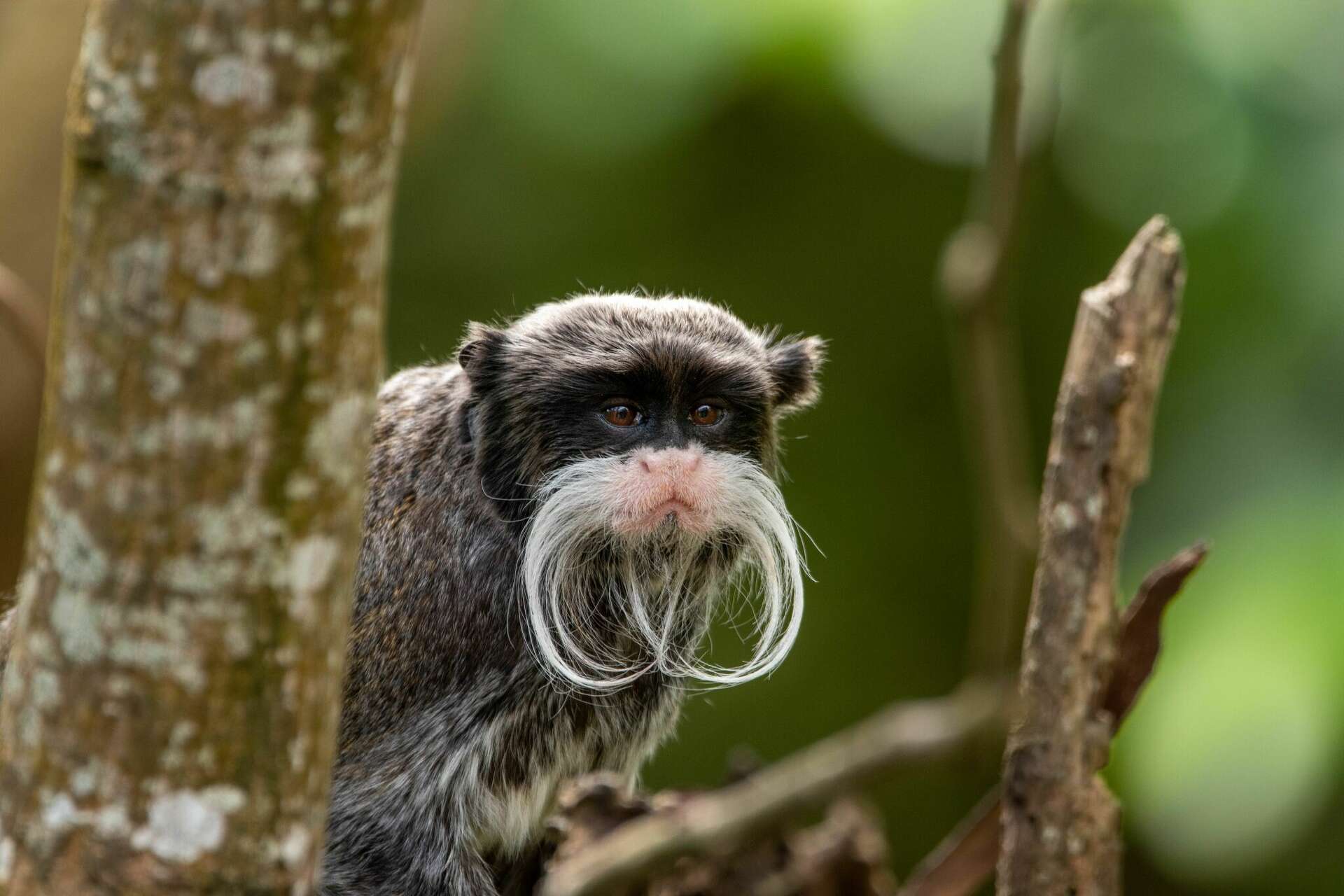 2 monkeys 'taken,' now missing from Dallas Zoo