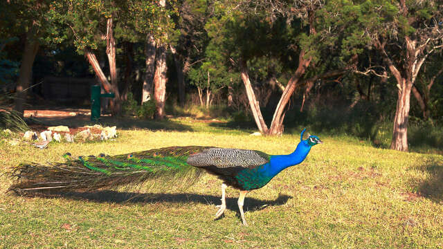 These 5 Austin parks are among the best parks in Texas