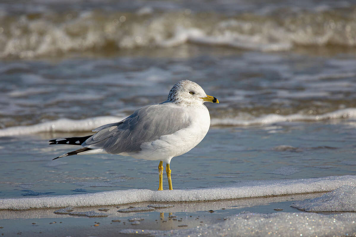 Gulls are smart, savvy coastal birds. Just don't call them seagulls