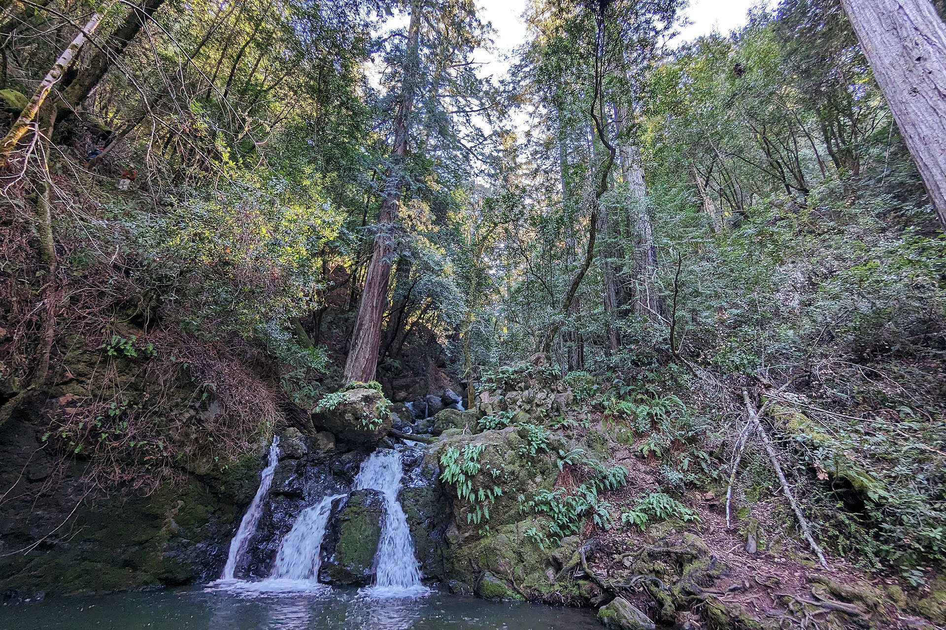 Now is the best time to hike Mount Tamalpais' Cataract Falls