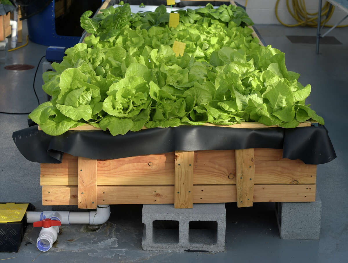 Shepaug Valley students learn to grow crops using fish and water
