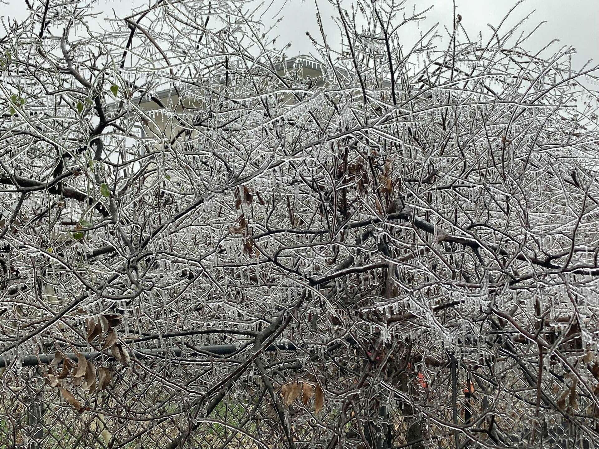 Can trees explode in cold weather? Texas A&M expert weighs in.