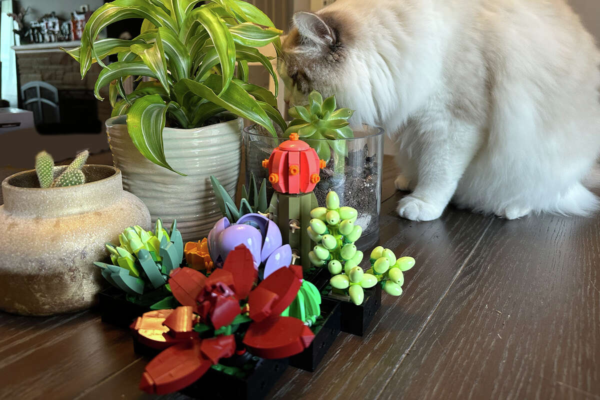 This discounted LEGO succulents set makes a great Valentine's Day gift