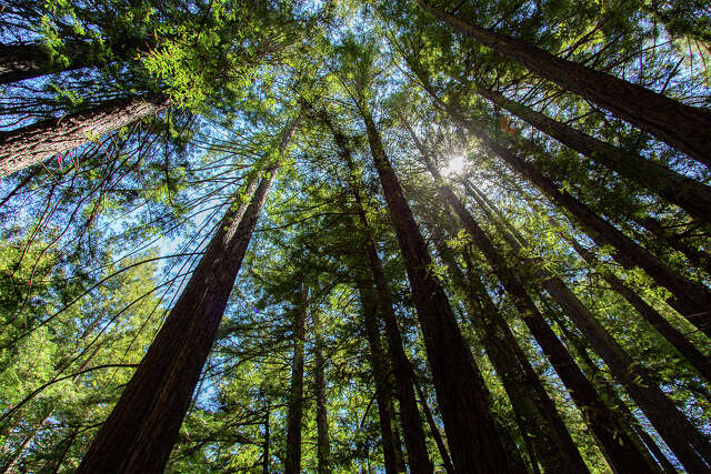 The 5 best East Bay parks with dog-friendly hiking trails