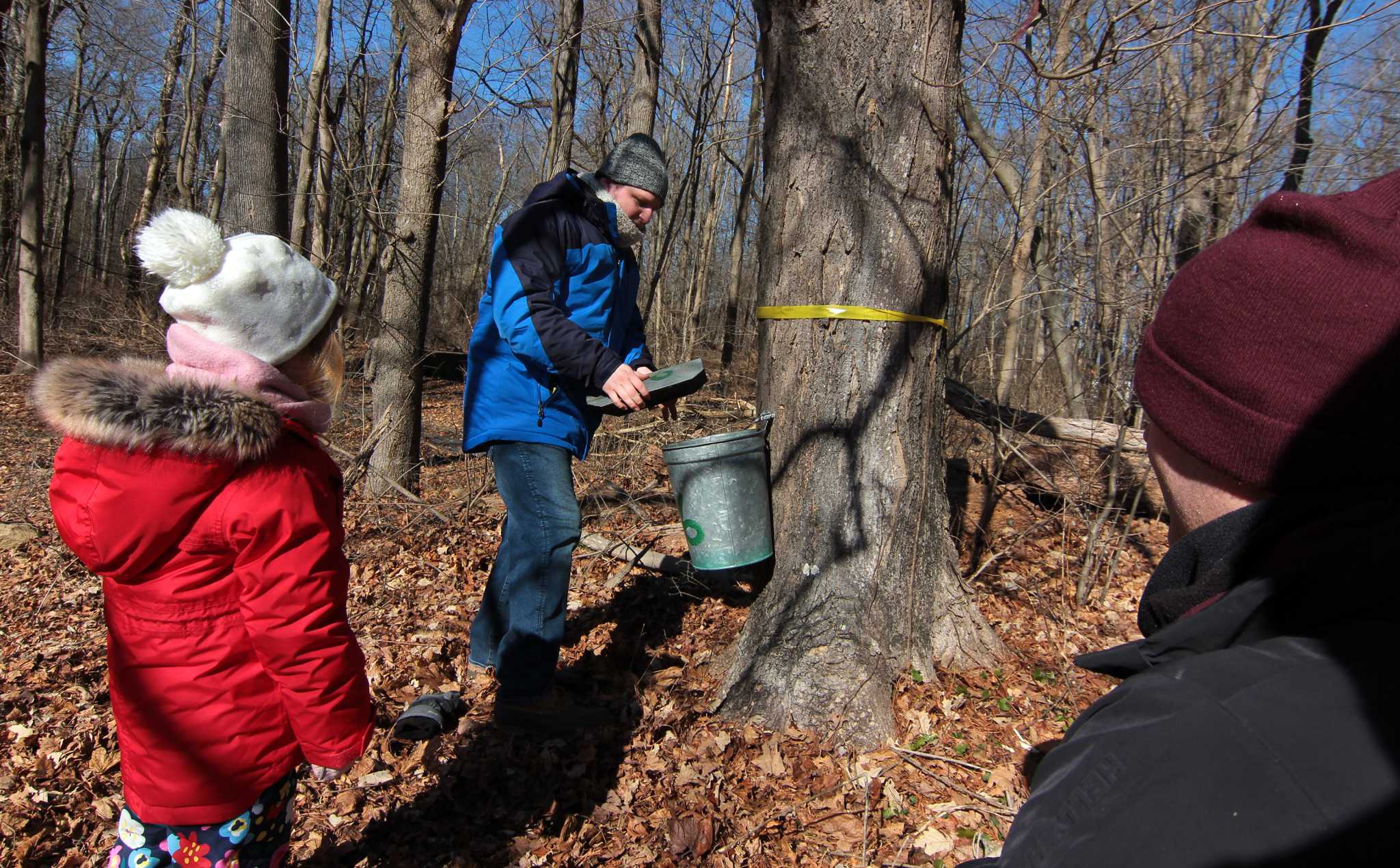Photos: Tree tapping to make maple syrup starts in New Canaan