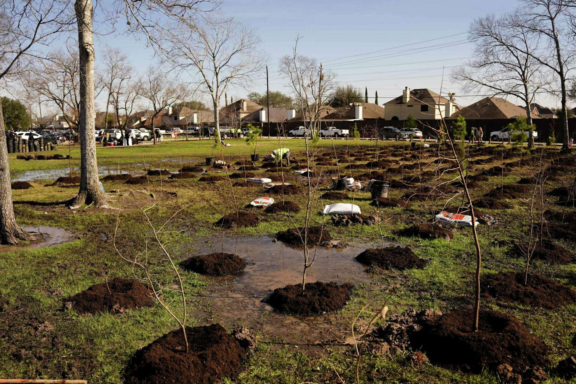 Friday is Arbor Day, here's how to take care of trees around your home