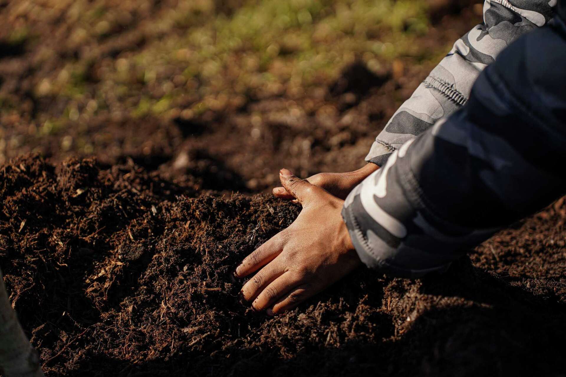 Houston Arbor Day: History, tree planting opportunities around town