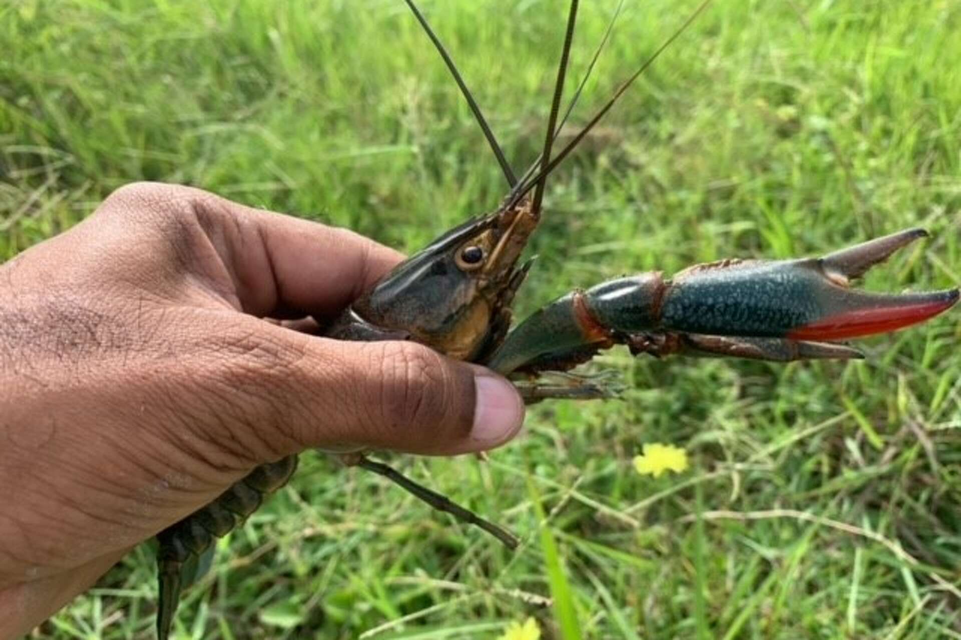 What you need to know about the invasive crawfish in Texas