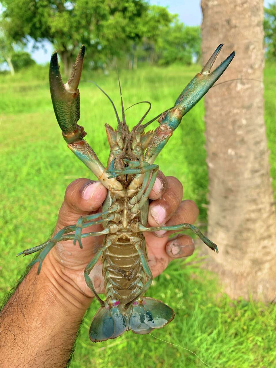 What you need to know about the invasive crawfish in Texas