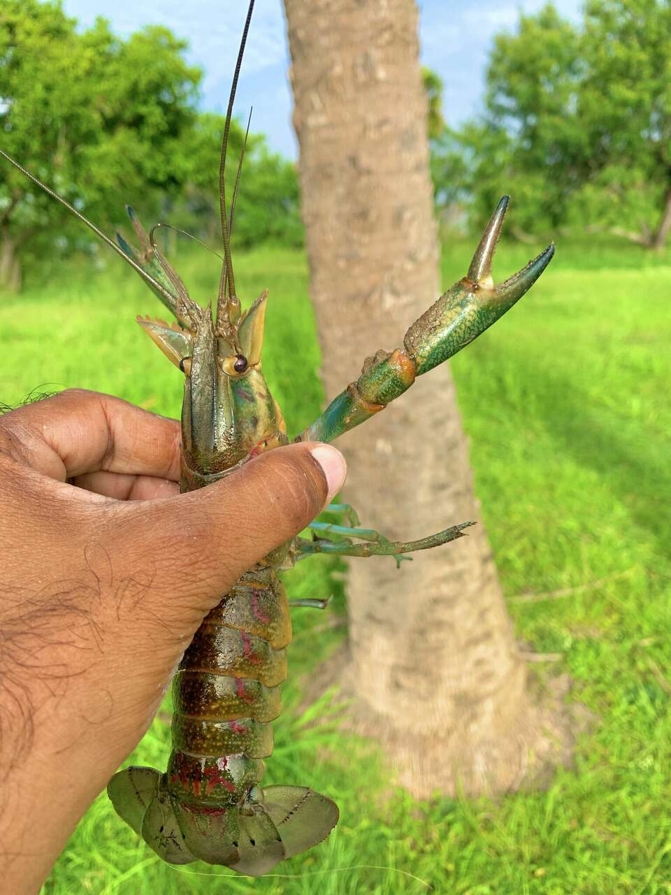 What you need to know about the invasive crawfish in Texas
