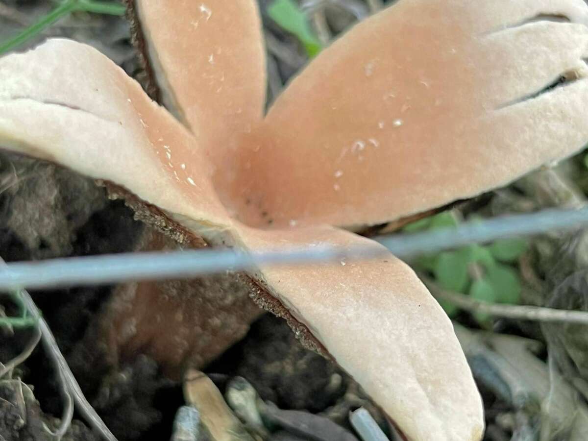 'Devil's cigar' mushroom spotted at Texas' Inks Lake State Park