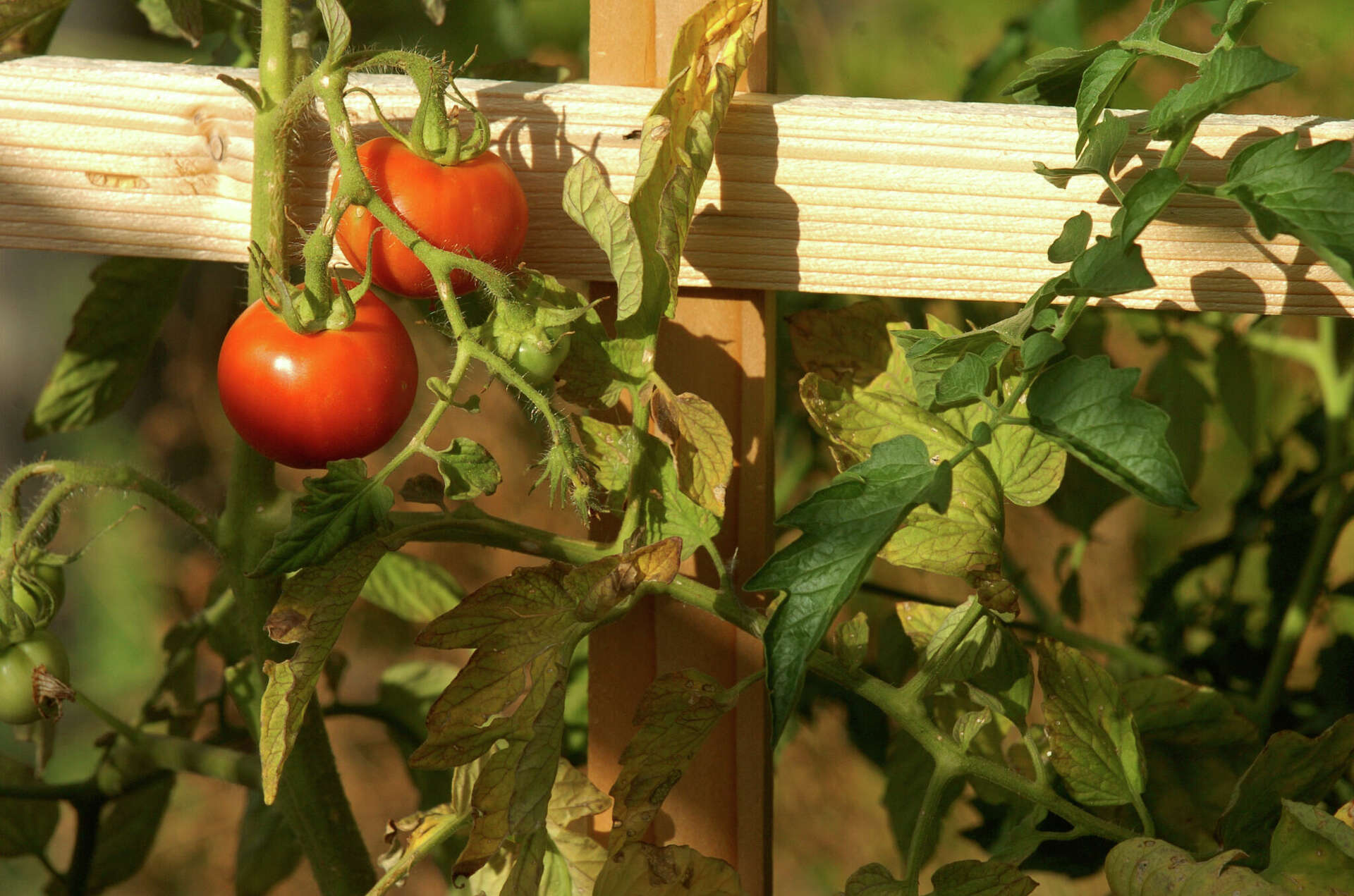 Plant tomatoes now for fall fruit production in Texas