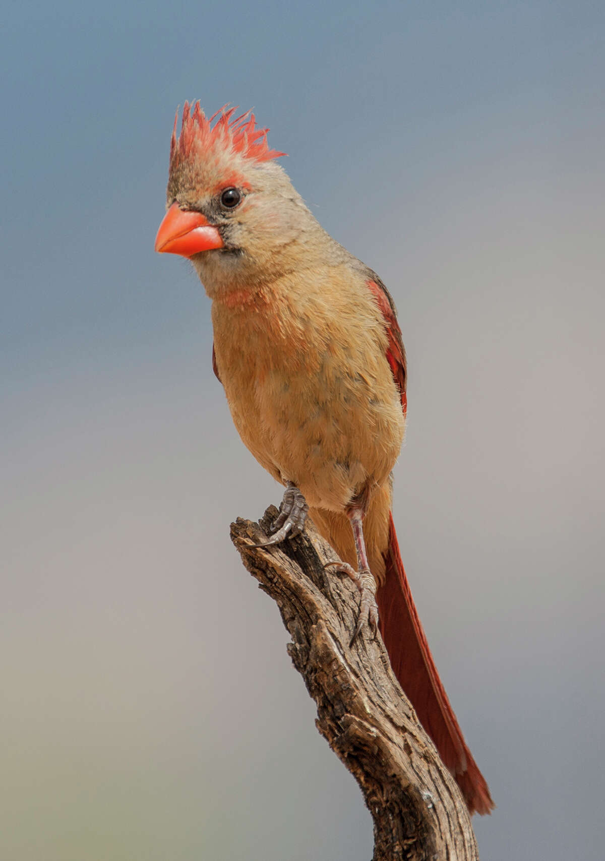 Cardinals are lovebirds that usually mate for life