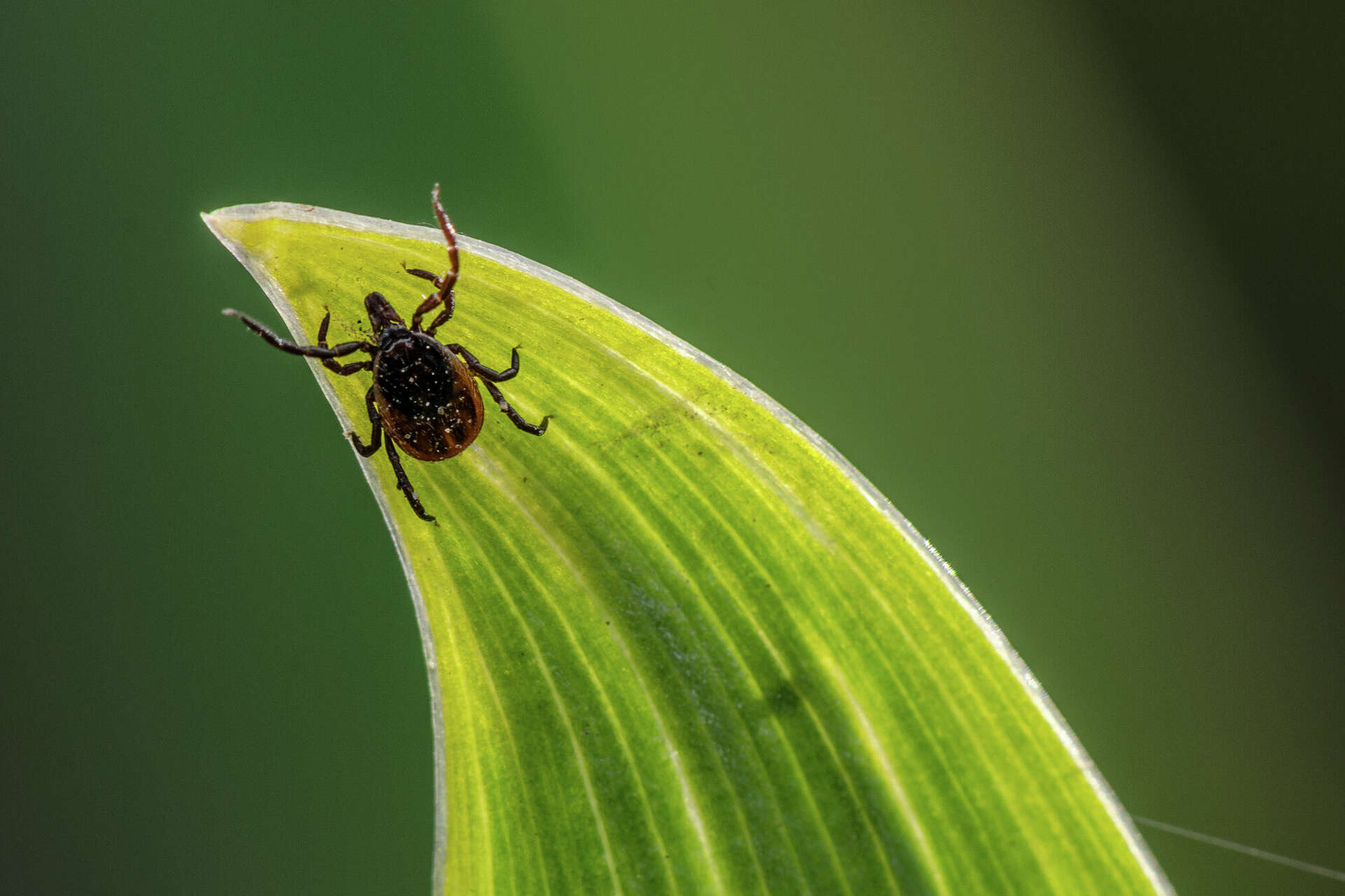 Parts of NorCal now 'hot spots' for disease-carrying ticks
