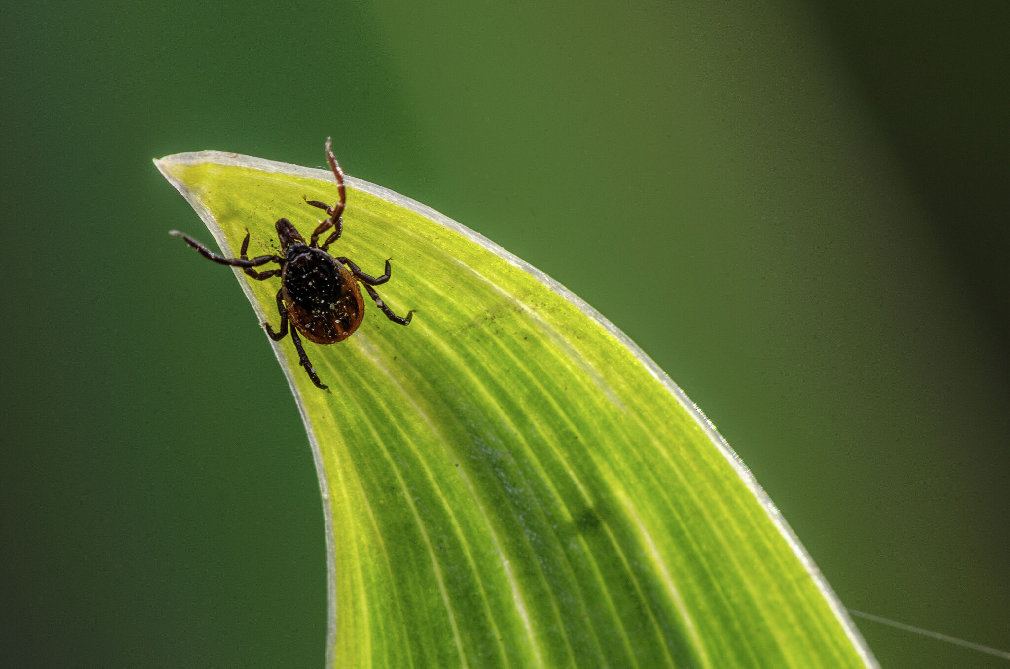 Parts of NorCal now 'hot spots' for disease-carrying ticks