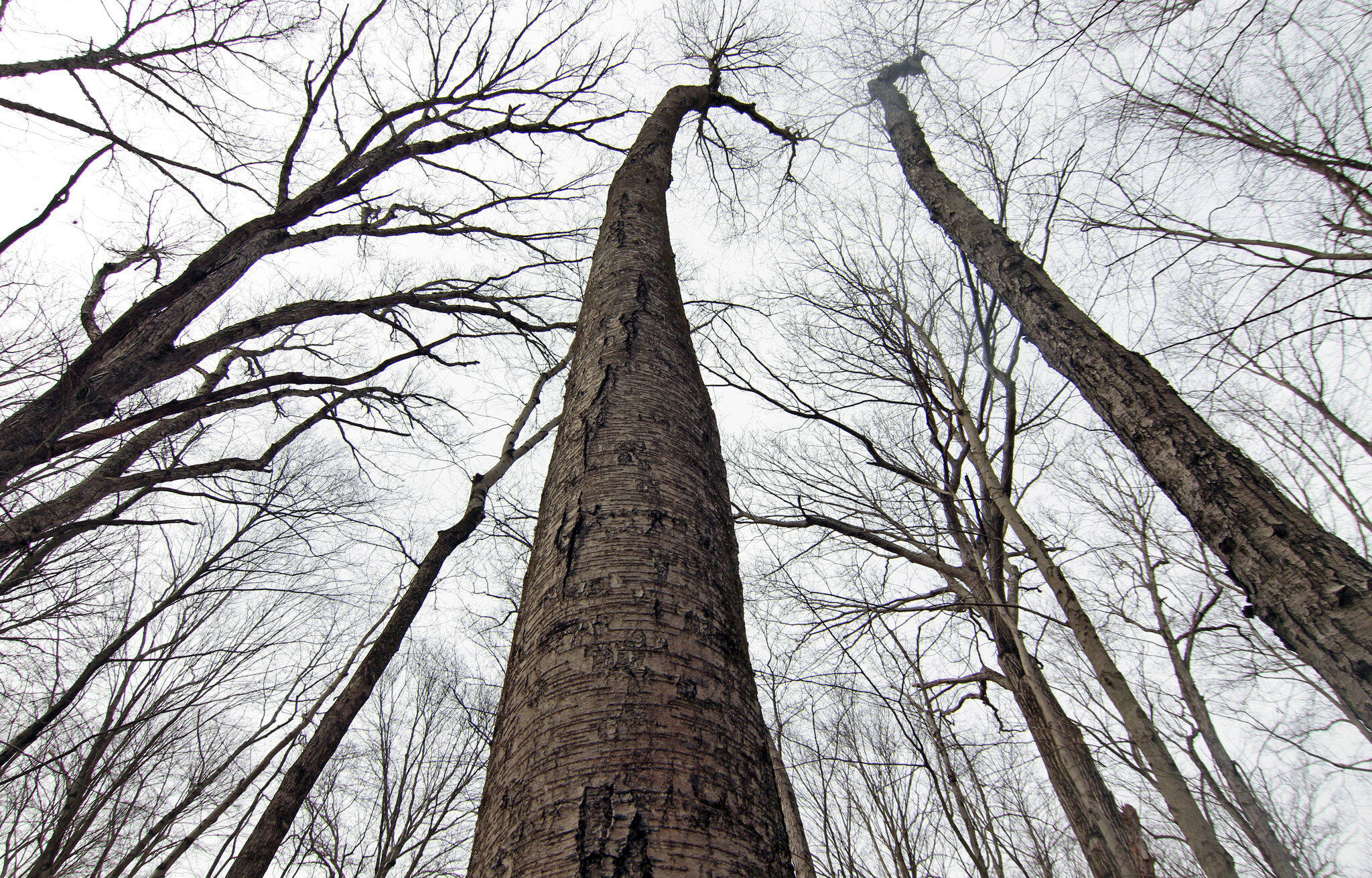 It's officially spring in Connecticut. When will the leaves return?