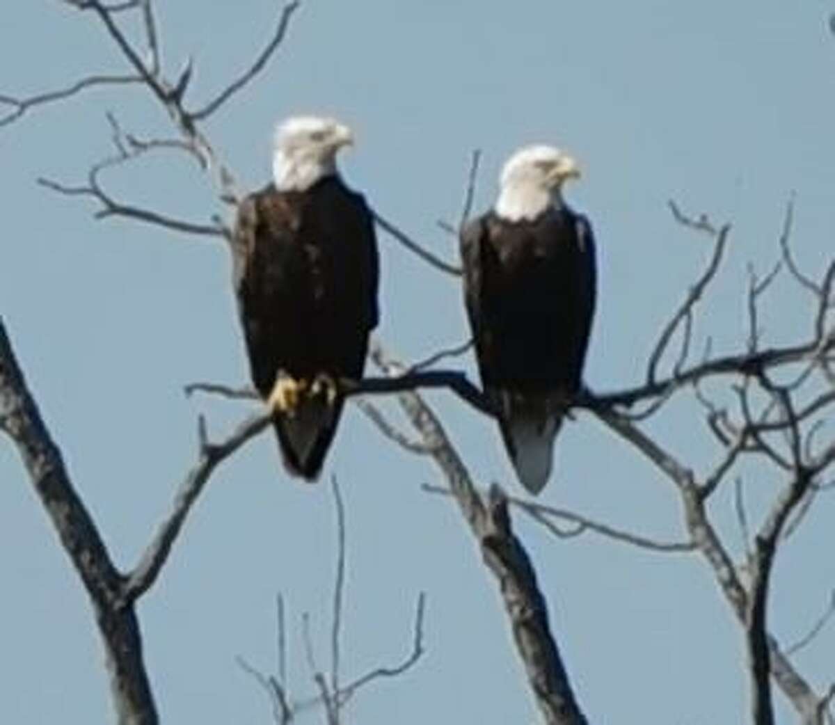 In Little Swamp Sanctuary, we think of the eagles as family