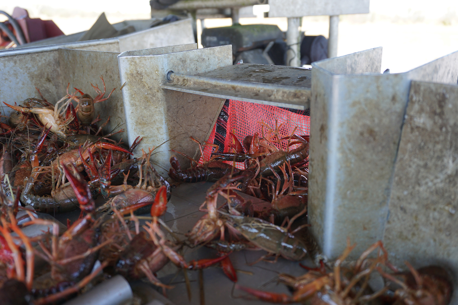 Crawfish Farming