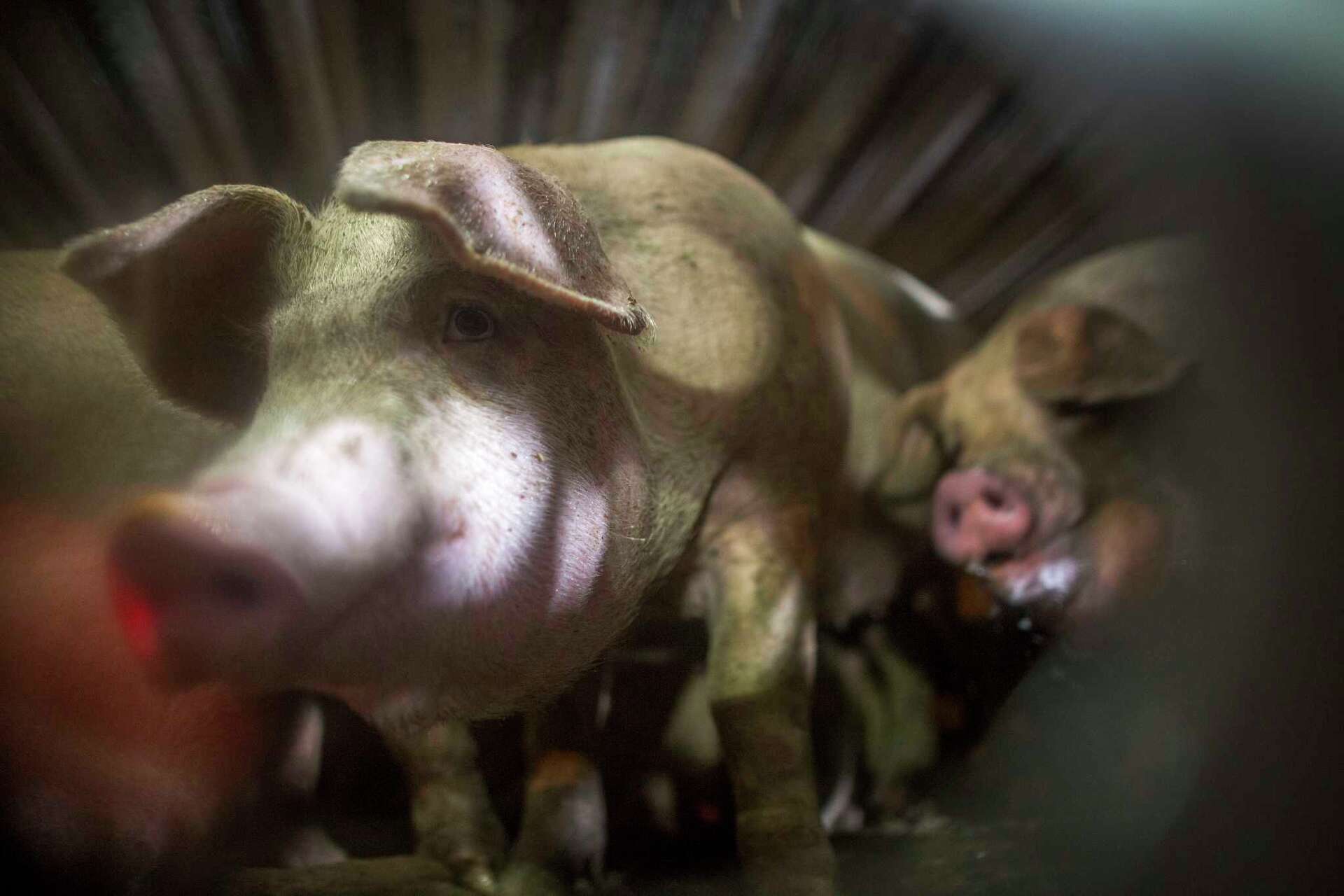 I snuck into a California pig slaughterhouse. What I saw was horrific