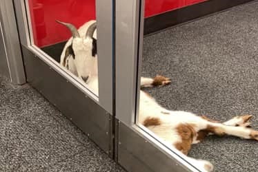 Goats found wandering inside Harris County Target store