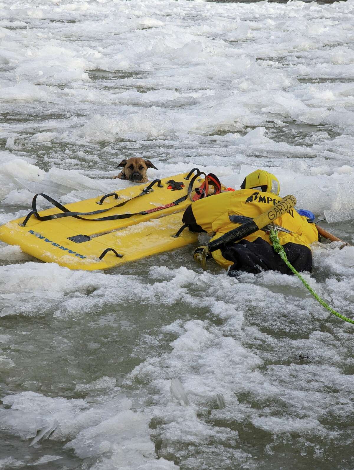 ‘Lucky’ dog rescued after falling through ice on Wallkill River