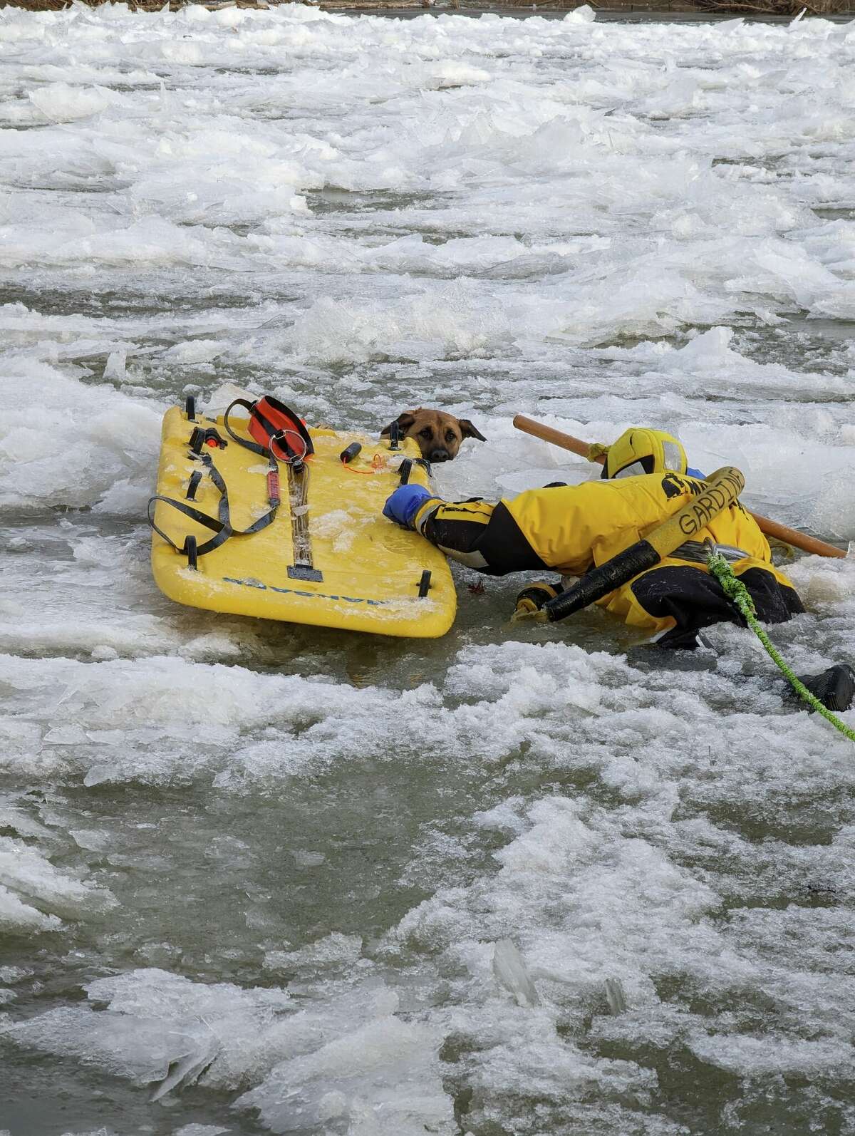 ‘Lucky’ dog rescued after falling through ice on Wallkill River