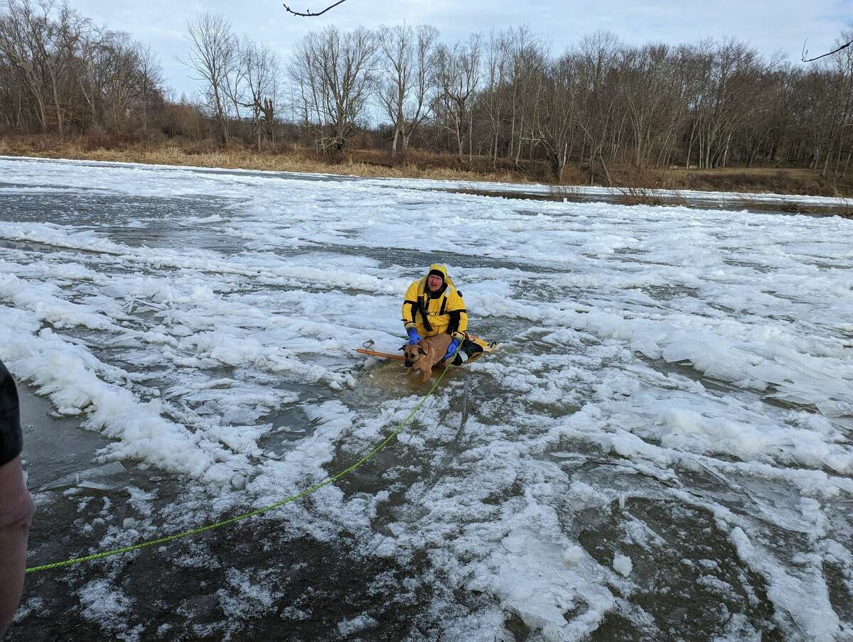 ‘Lucky’ dog rescued after falling through ice on Wallkill River