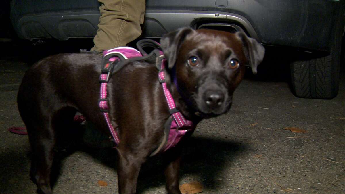 VIDEO: Raven the rat-chasing terrier dives headfirst into one city's ...