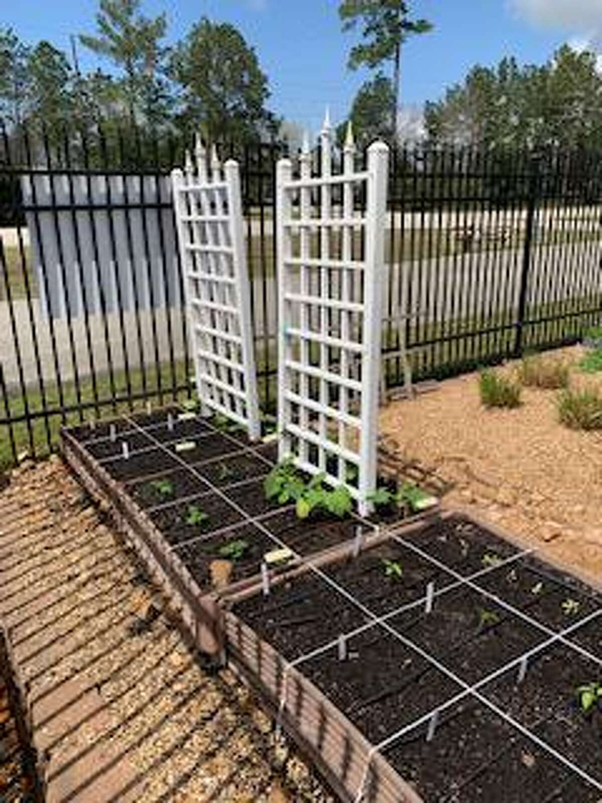 Master Gardener Square Foot Gardening A Great Way To Teaches Kids